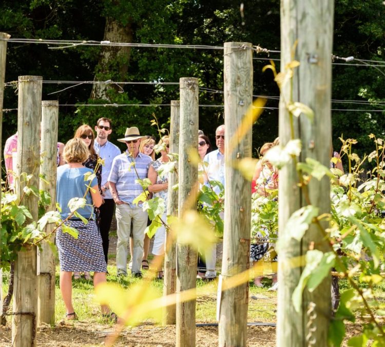 Vineyard Experiences – A Place for Everyone - Ridgeview - English ...