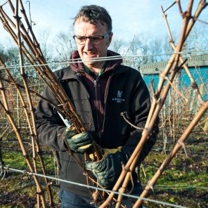 Winter in the Vineyard - Ridgeview - English Sparkling Wine from East ...