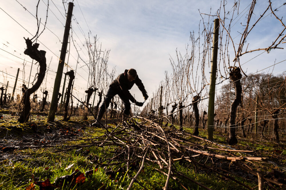 Winter in the Vineyard - Ridgeview - English Sparkling Wine from East ...