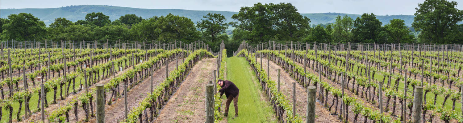 Celebrating Community - Ridgeview - English Sparkling Wine from East Sussex