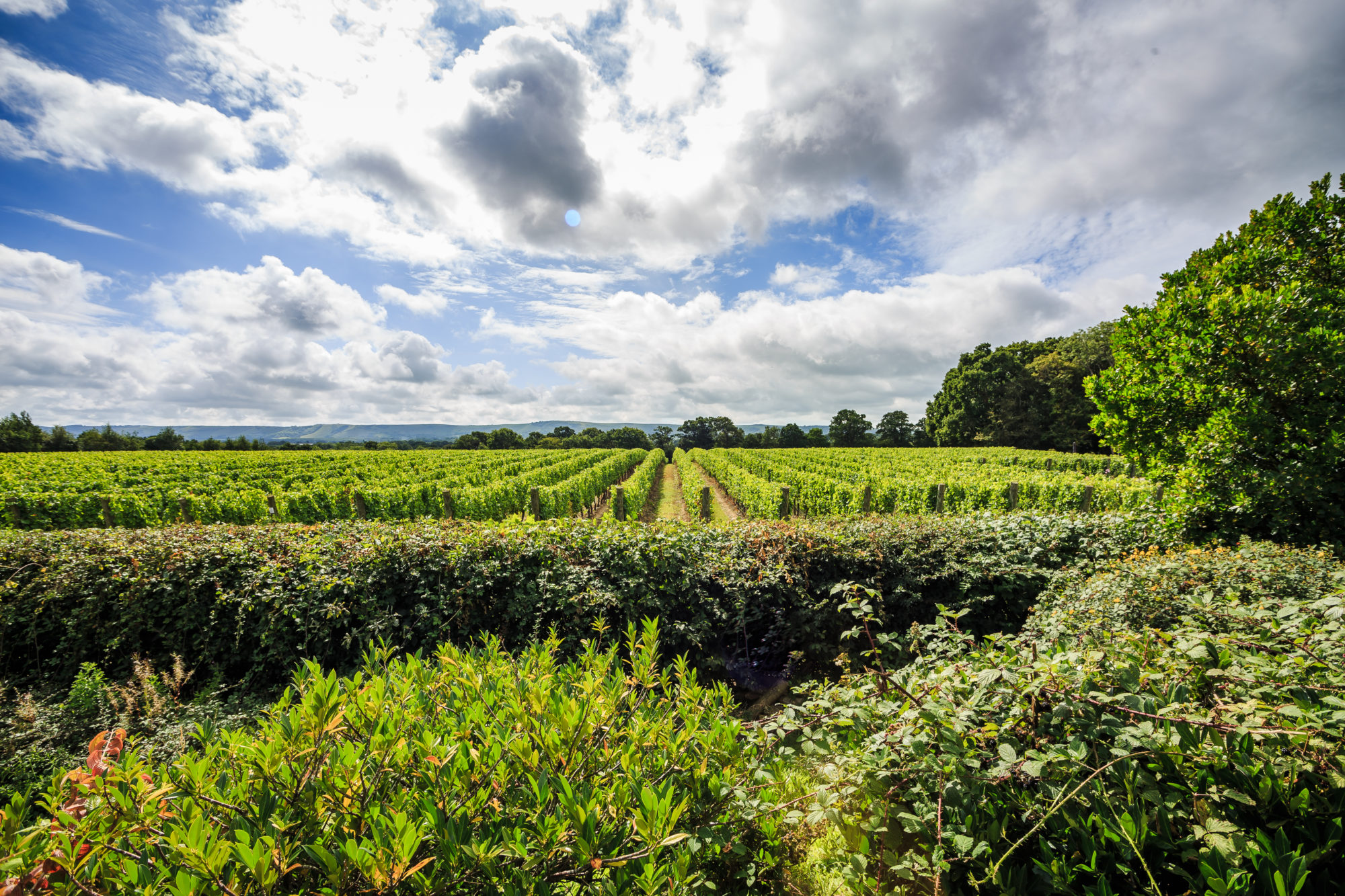 How to get to Ridgeview - Ridgeview - English Sparkling Wine from East ...