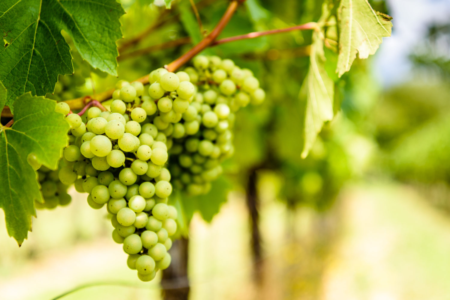 Ridgeview Releases Blanc de Blancs 2016 - Ridgeview - English Sparkling ...