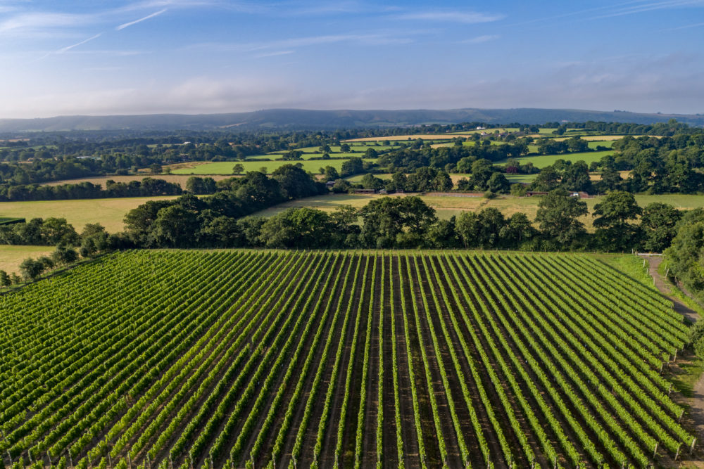 Press Releases - Ridgeview - English Sparkling Wine from East Sussex