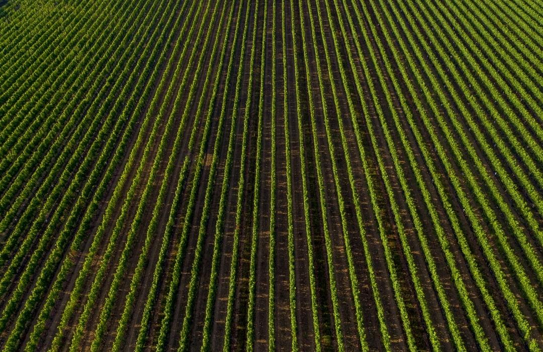 Rooted in the land – Our sustainable origins - Ridgeview - English ...