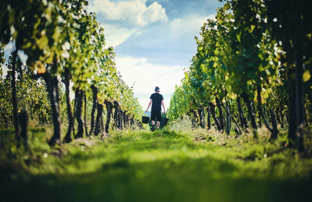 Tour and Tasting Experiences - Ridgeview - English Sparkling Wine from ...