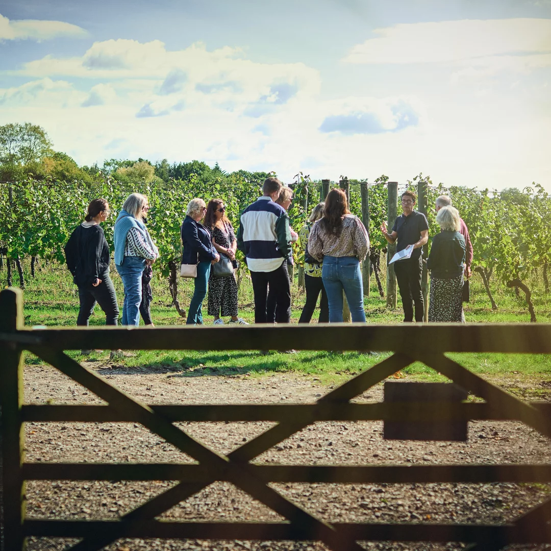 The Ridgeview Harvest – Behind The Scenes - Ridgeview - English ...