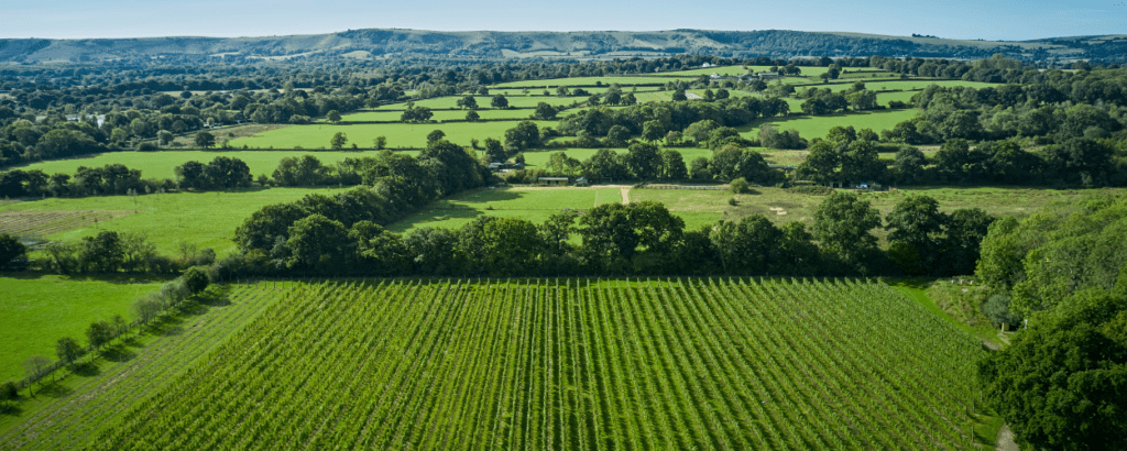 Shop - Ridgeview - English Sparkling Wine from East Sussex
