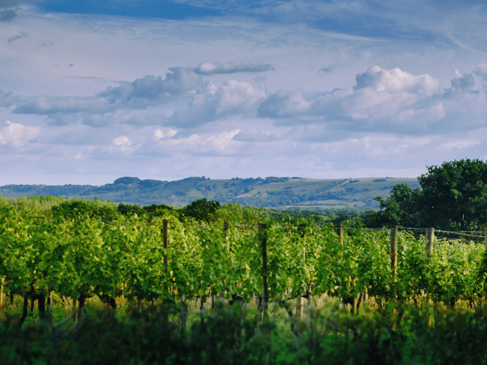 Building The Rows & Vine - Ridgeview - English Sparkling Wine from East ...