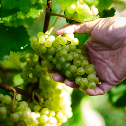 Tour and Tasting Experiences - Ridgeview - English Sparkling Wine from ...