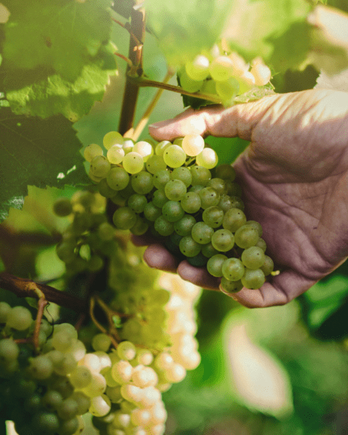 OurView Wine Club Membership Benefits - Ridgeview - English Sparkling ...